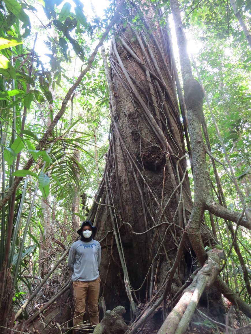 Mega-trees: The Critical Role and Vulnerabilities of Nature’s Giants in ...