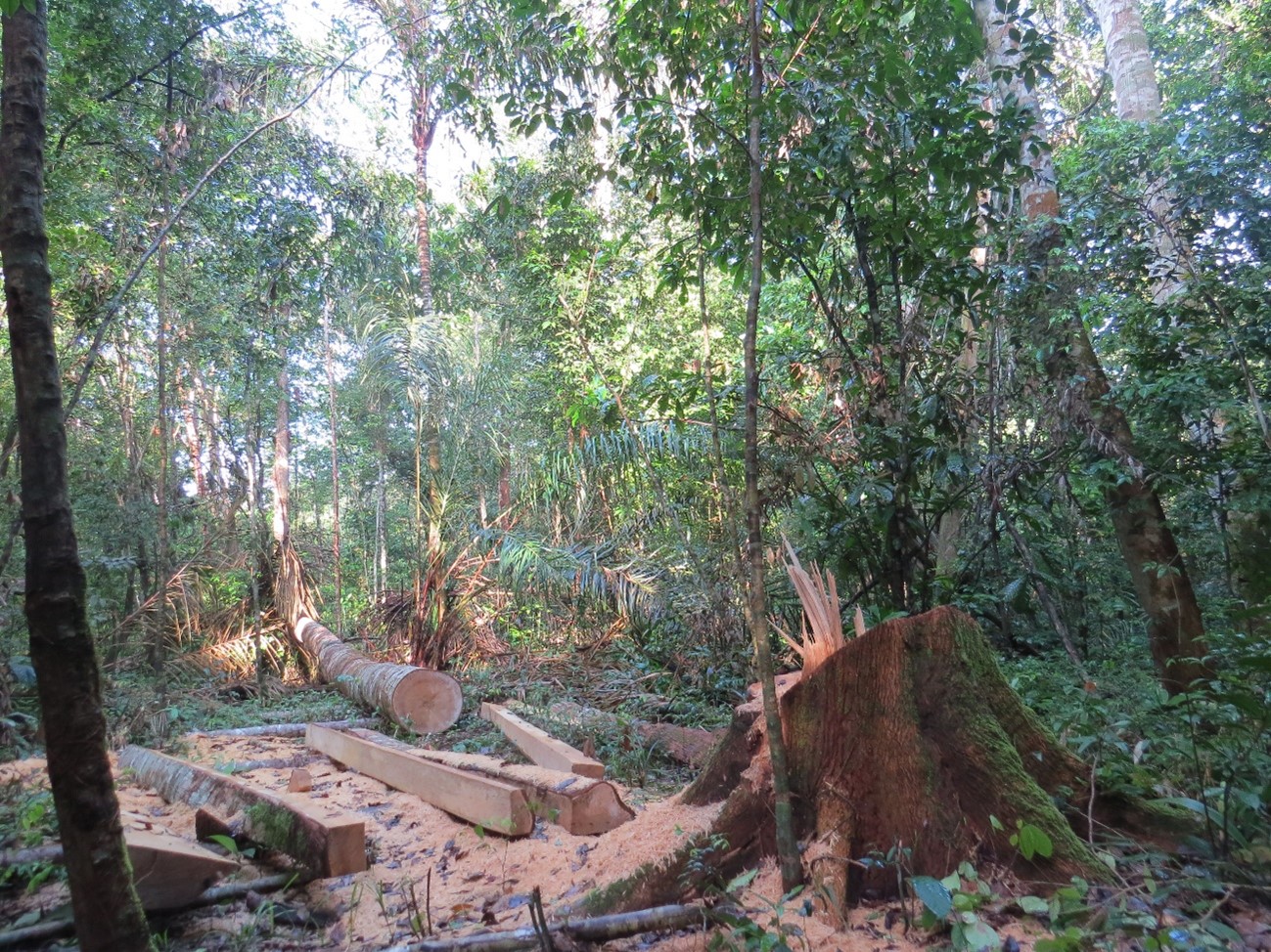 Mega-trees: The Critical Role and Vulnerabilities of Nature’s Giants in ...