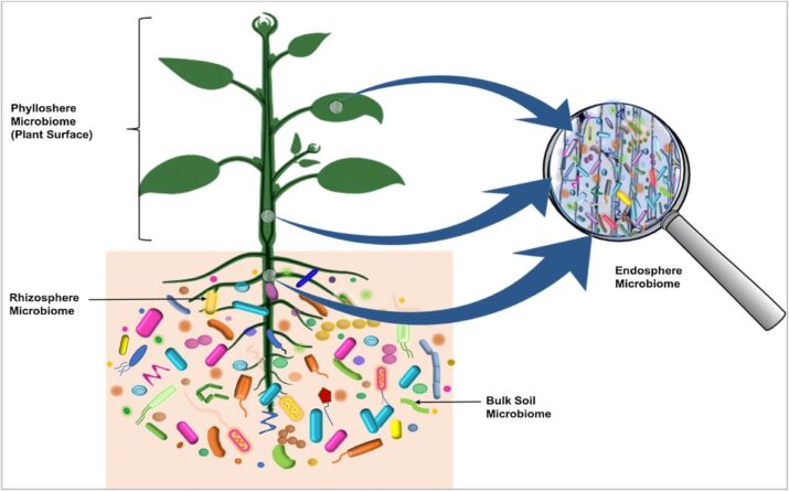 New Light on Nature’s Technology Connects Plant-Microbe Interactions and Climate Change - The ...