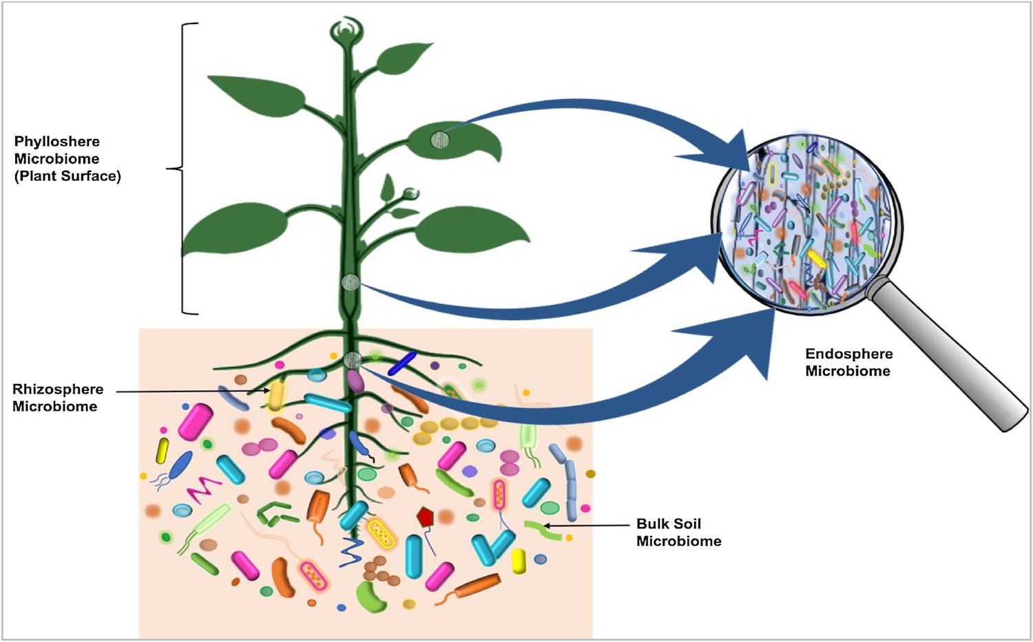 New Light on Nature’s Technology Connects Plant-Microbe Interactions ...