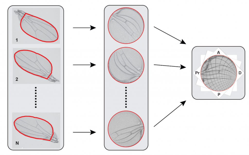 Secrets of Evolution in the Wings of Fruit Flies - The Quantum Record