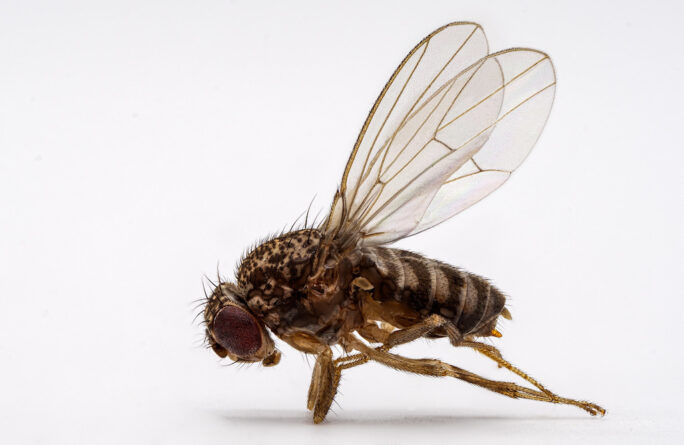 Secrets of Evolution in the Wings of Fruit Flies - The Quantum Record
