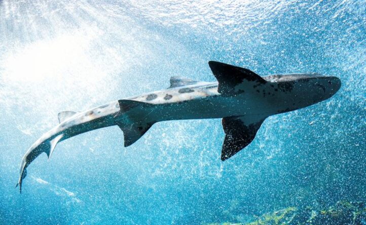 The Cold War and Whale Sharks: The Unexpected Outcome of Nuclear Tests ...