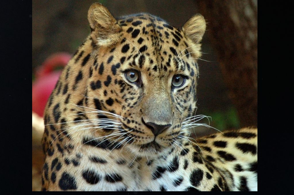 Preserving Biodiversity: The Race Against Ecosystem Loss - The Quantum ...